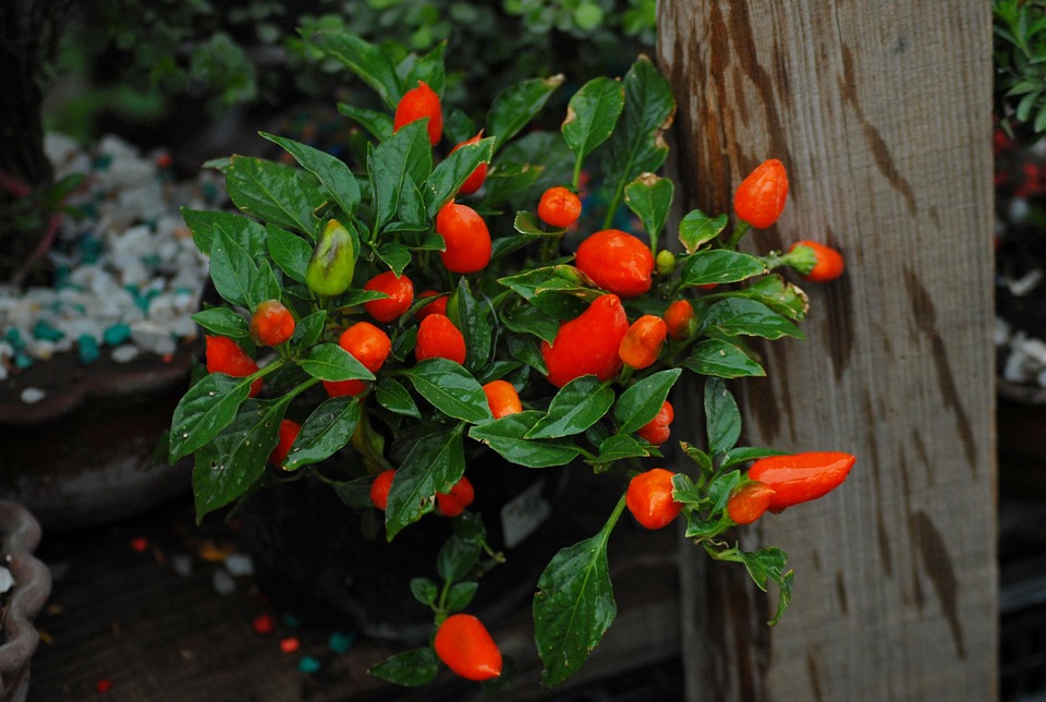 Chili Flower - Free photo on Pixabay