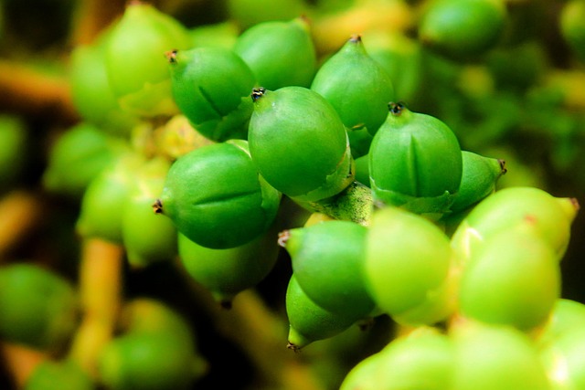 Fruta Verde Palma - Foto gratuita no Pixabay - Pixabay