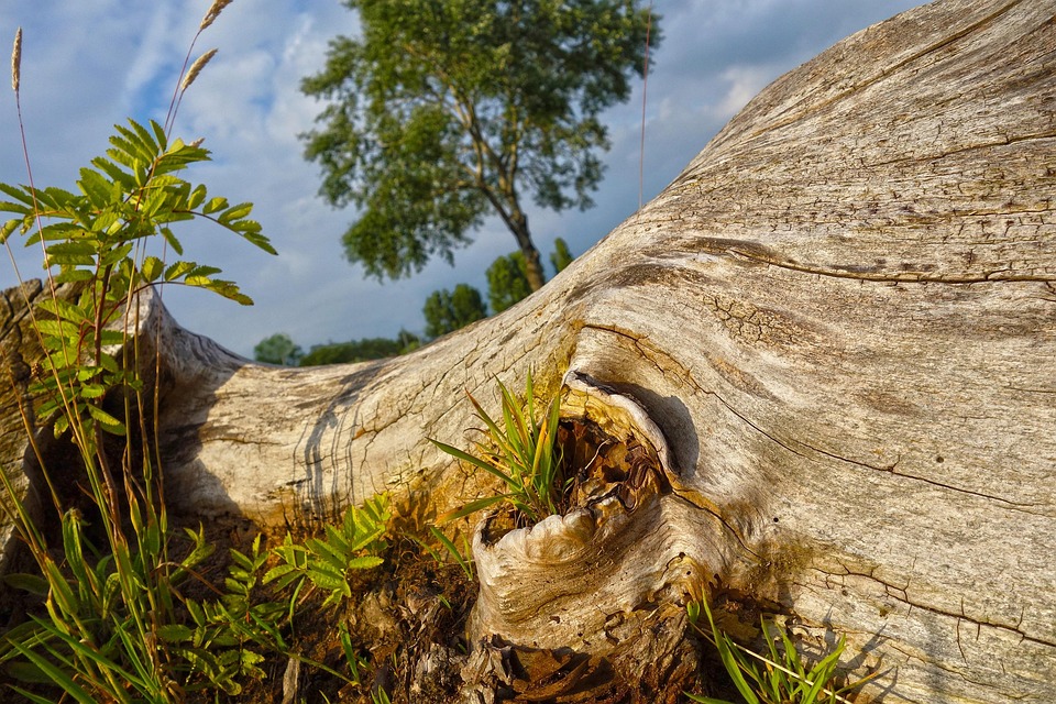 Baum Stamm Holz - Kostenloses Foto auf Pixabay