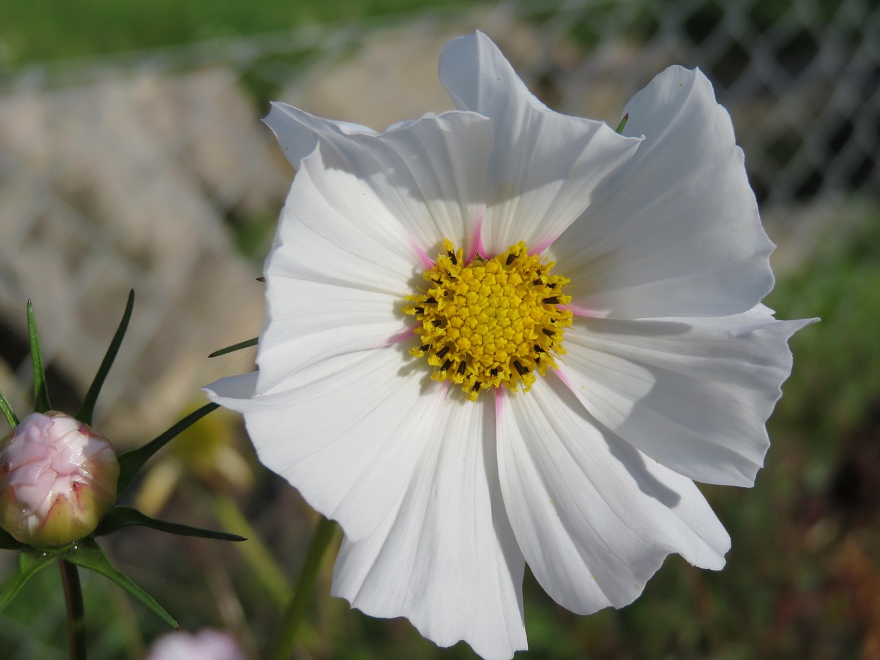 Switzerland Flower - Free photo on Pixabay