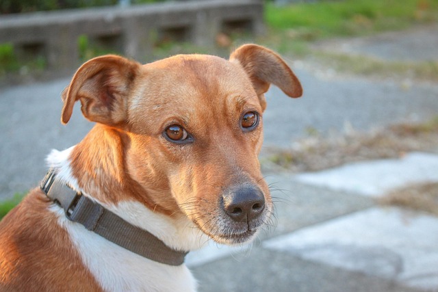 Cachorro Filhote De Bicho - Foto gratuita no Pixabay - Pixabay