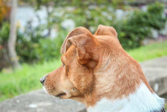 Friend Dog Breed - Free photo on Pixabay - Pixabay
