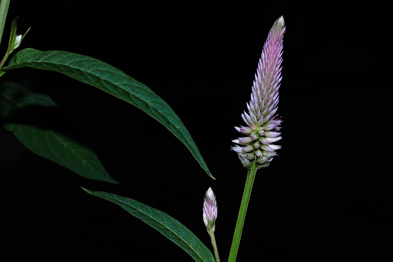 Cresta De Gallo Flor Naturaleza - Foto gratis en Pixabay - Pixabay