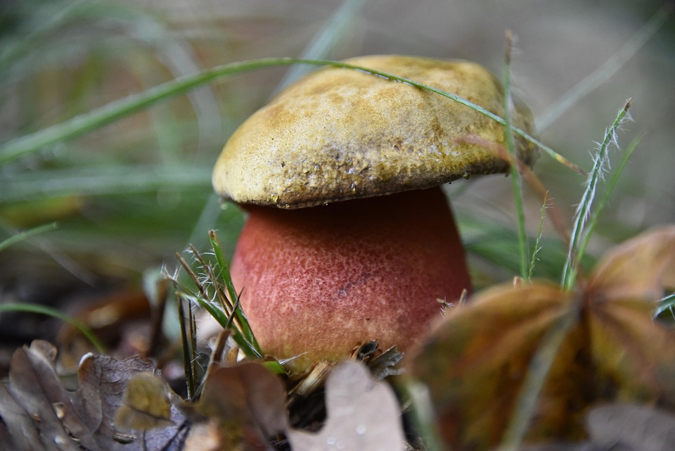 Mushroom Forest Fall - Free photo on Pixabay