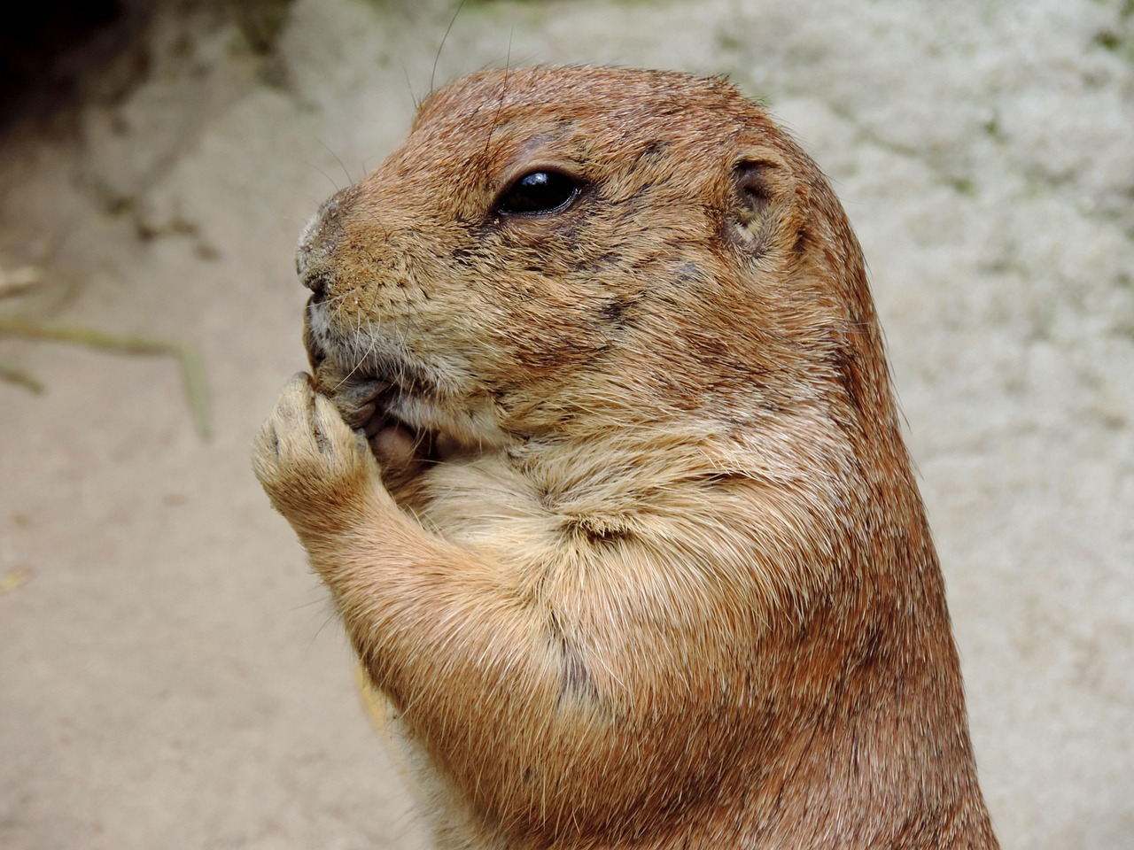 100+ Free Groundhog & Animal Images - Pixabay