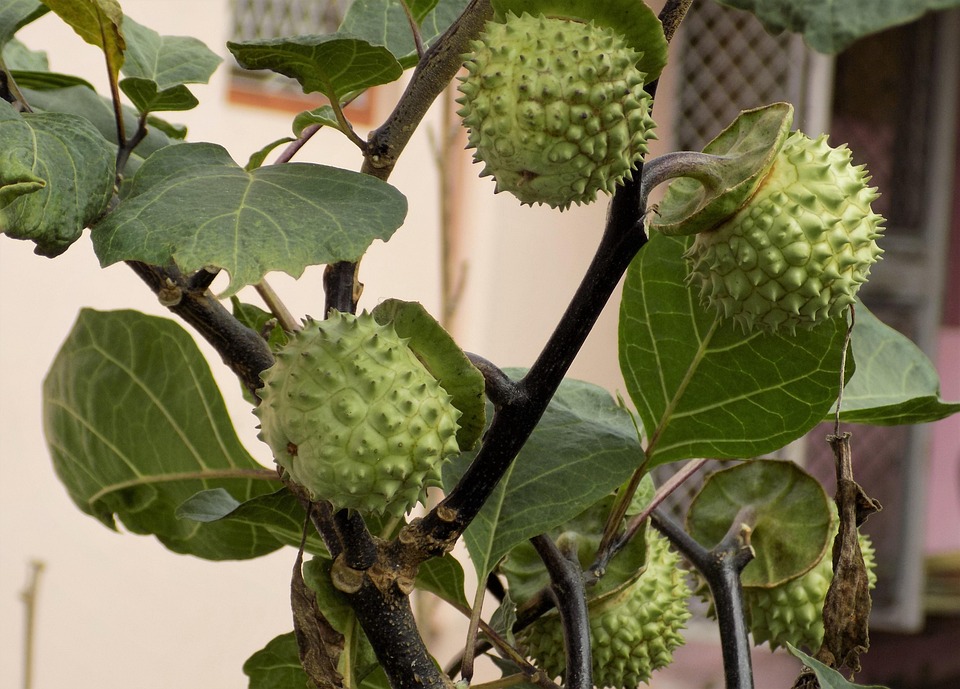 Datura Stramonium Plante - Photo gratuite sur Pixabay - Pixabay