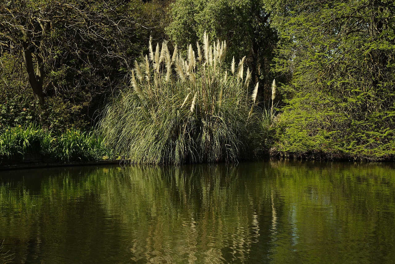 Reeds Pond Reflections - Free photo on Pixabay