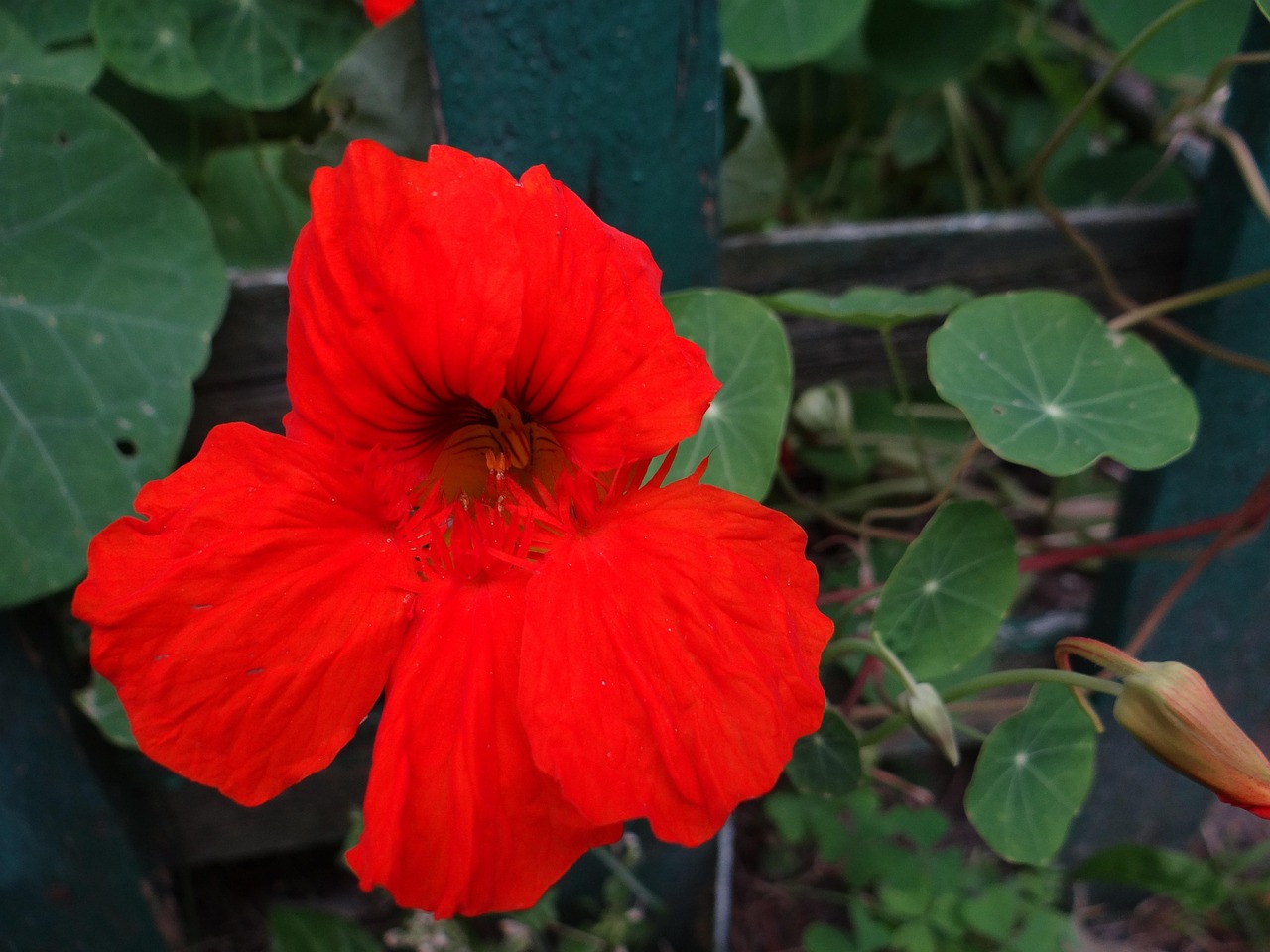 Capucine Jardin Fleur - Photo gratuite sur Pixabay - Pixabay
