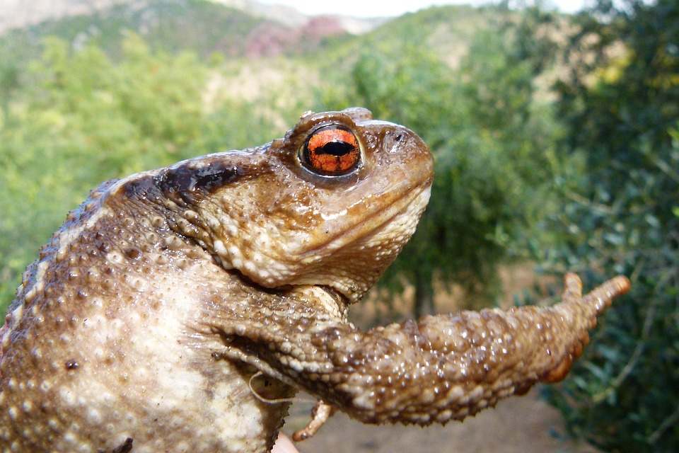 Padde Bufo Batrachian - Gratis foto på Pixabay - Pixabay
