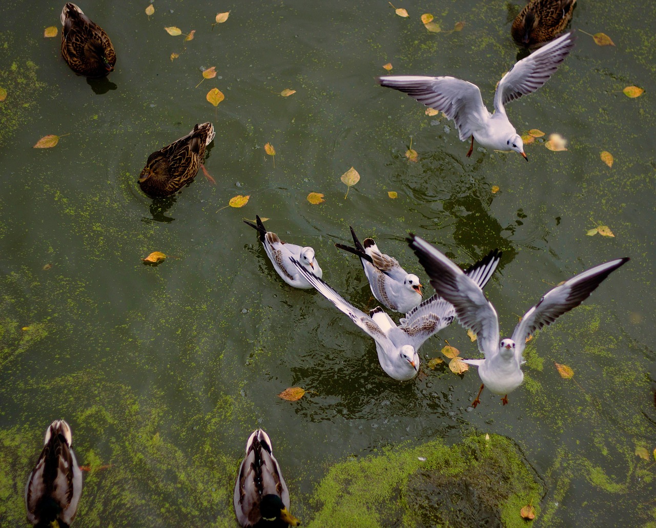Taman Danau Burung Camar - Foto gratis di Pixabay - Pixabay