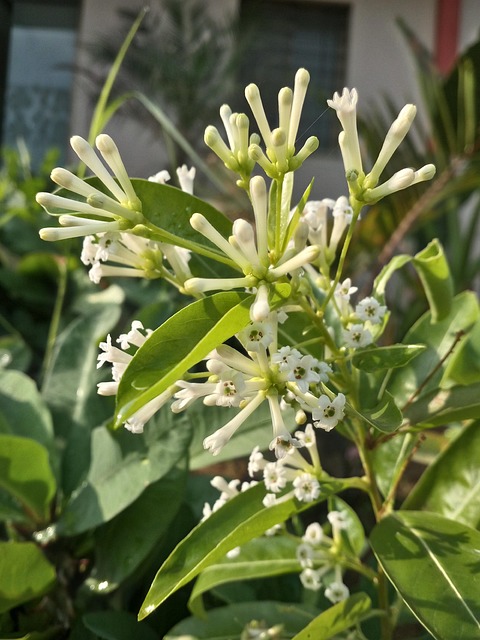 Flor Branco Verde - Foto gratuita no Pixabay - Pixabay