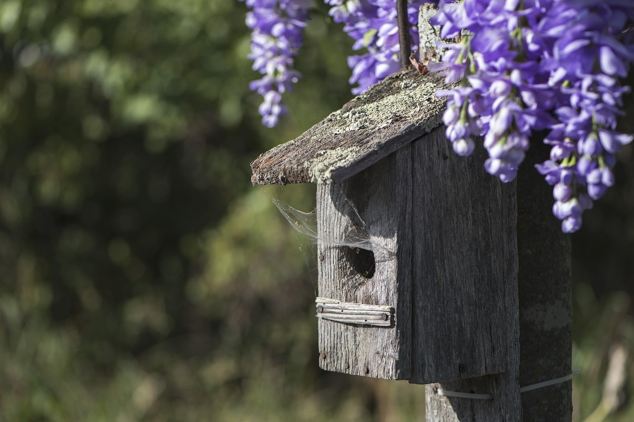 400+ Free Birdhouse & Nature Images - Pixabay