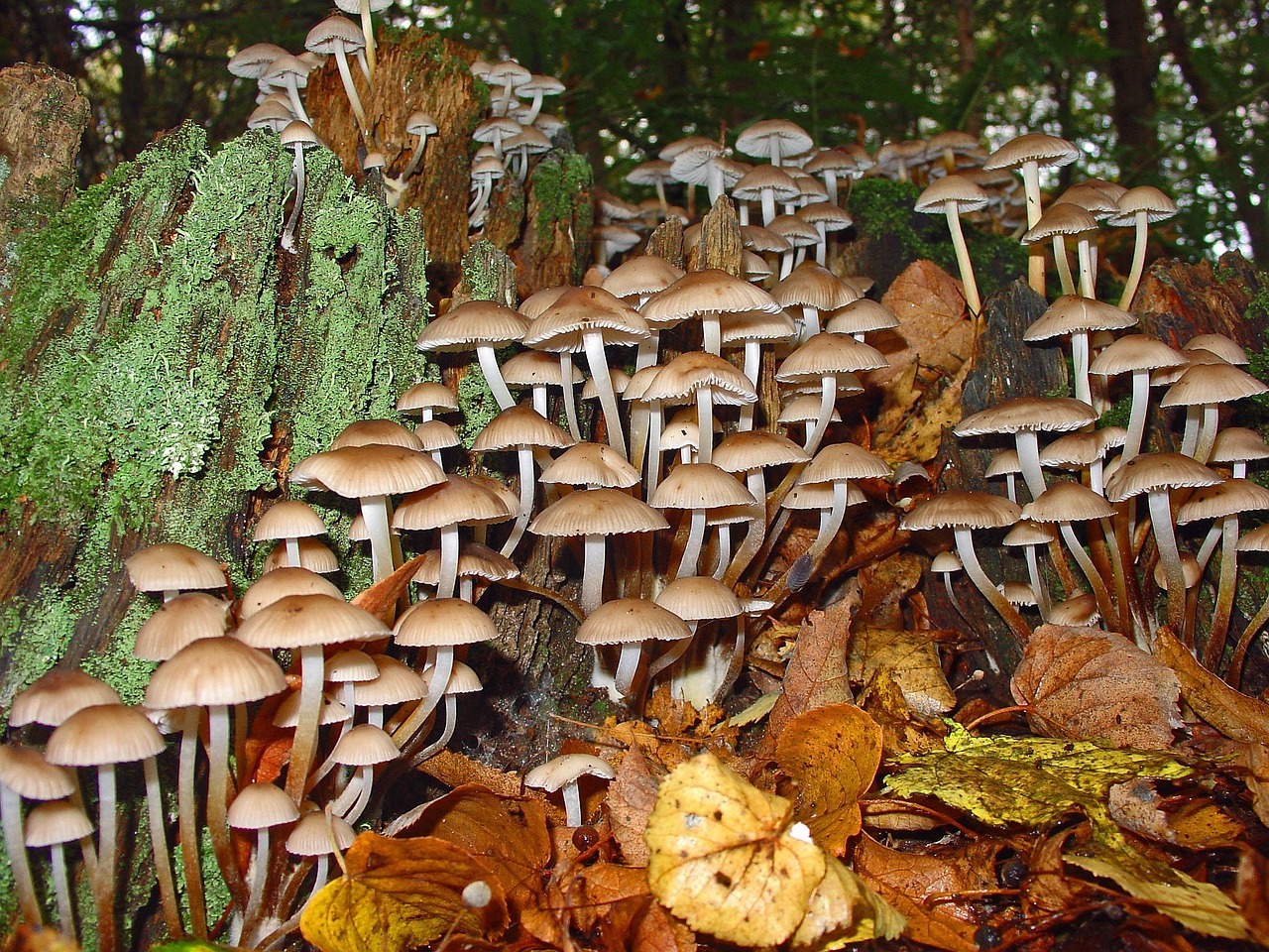 Cogumelos Outono Floresta Natureza - Foto gratuita no Pixabay - Pixabay