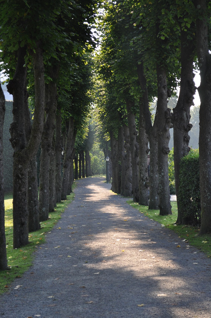 Tree Lined Path - Free photo on Pixabay - Pixabay