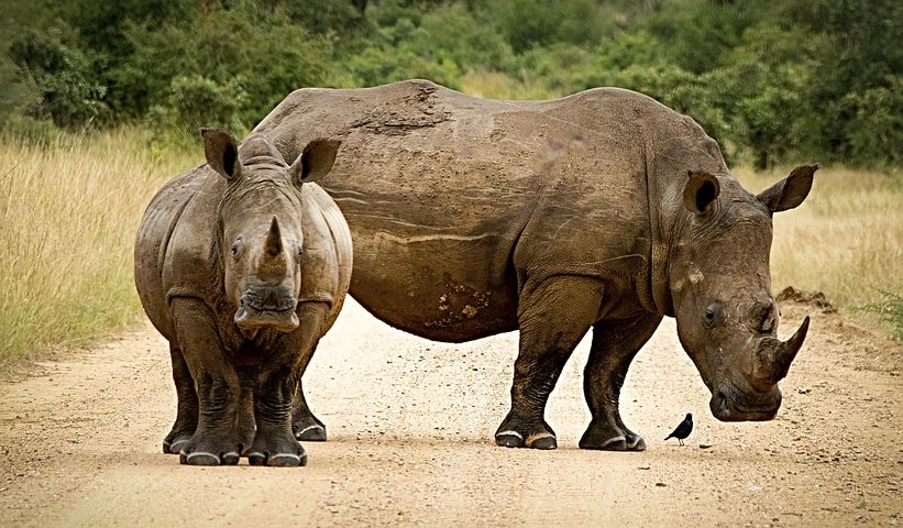 1,000+ Free Rhino & Rhinoceros Images - Pixabay