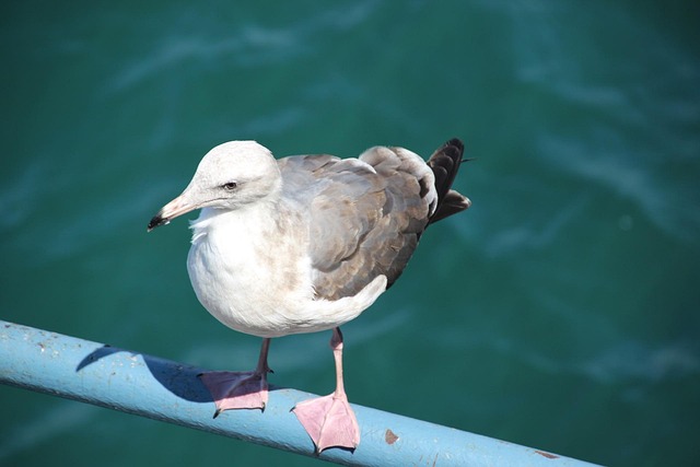 Gaviota Pájaro Animal Fauna - Foto gratis en Pixabay - Pixabay