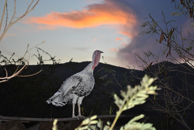 Turkey Bird - Free photo on Pixabay