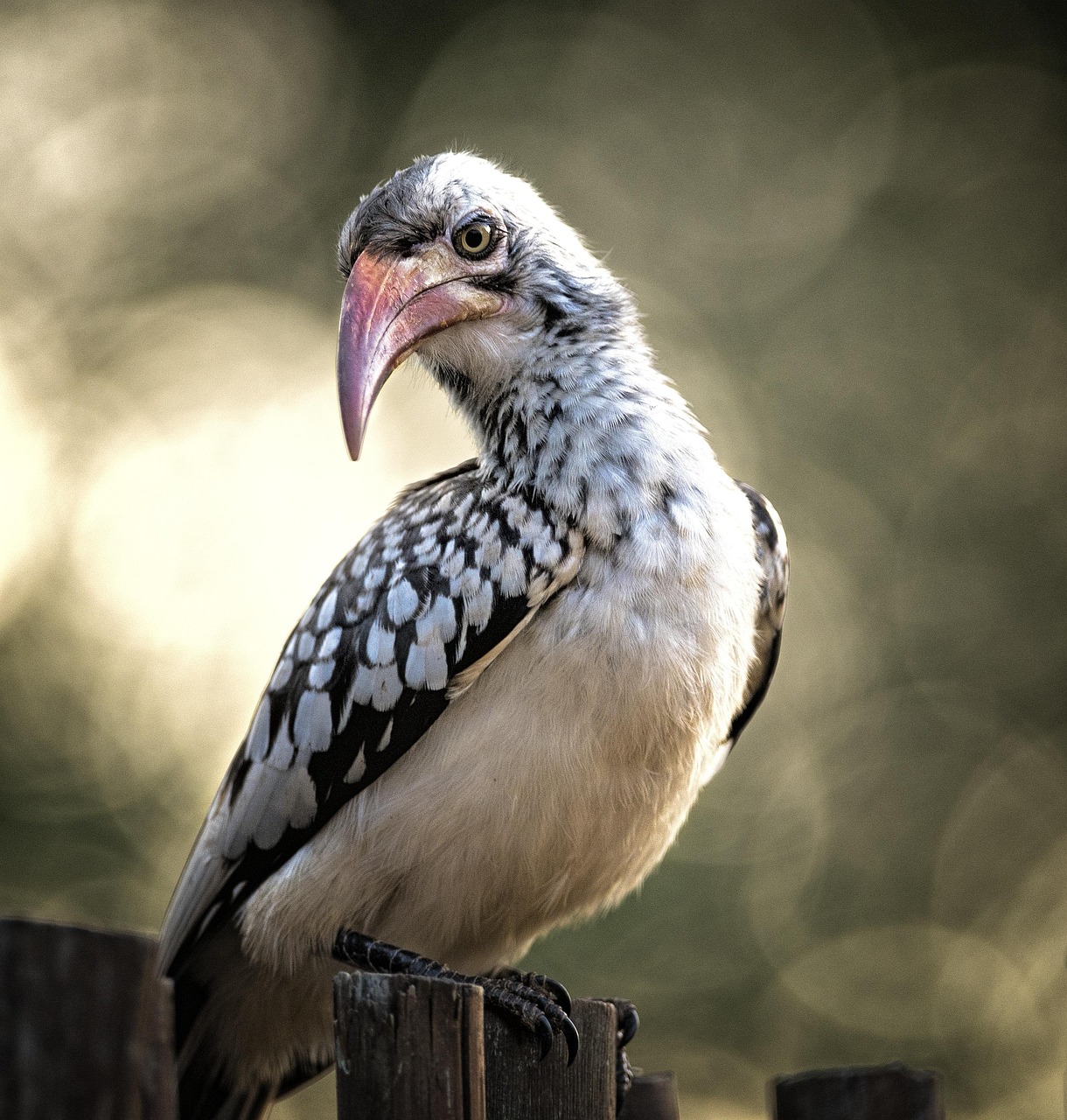 40,000+ Free Hornbill Flying & Hornbill Images - Pixabay
