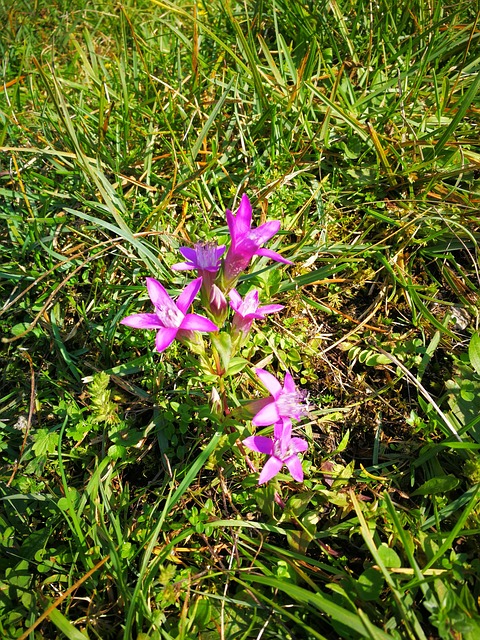 Mountain Flower Alpine Flowers - Free photo on Pixabay - Pixabay