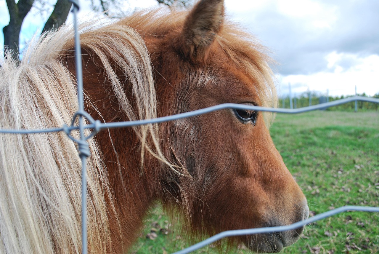 Minipony Horse - Free photo on Pixabay - Pixabay