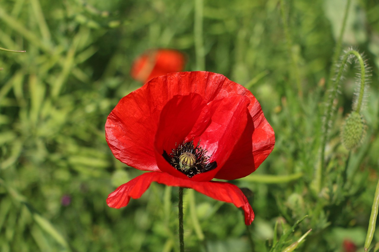 Coquelicot Fleur Rouge - Photo gratuite sur Pixabay - Pixabay