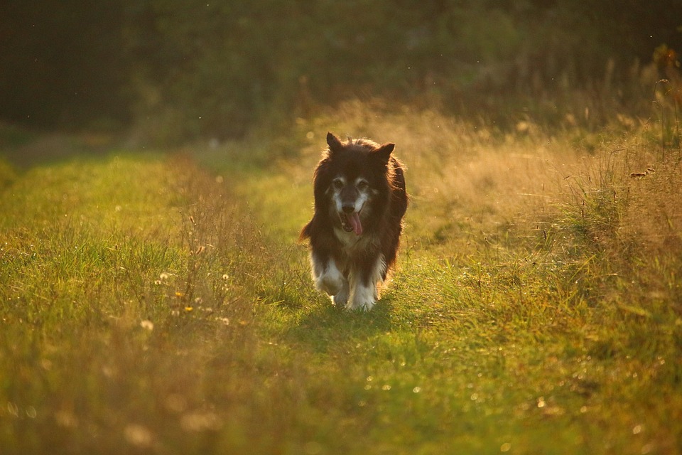 Dog Fall Nature Border - Free photo on Pixabay