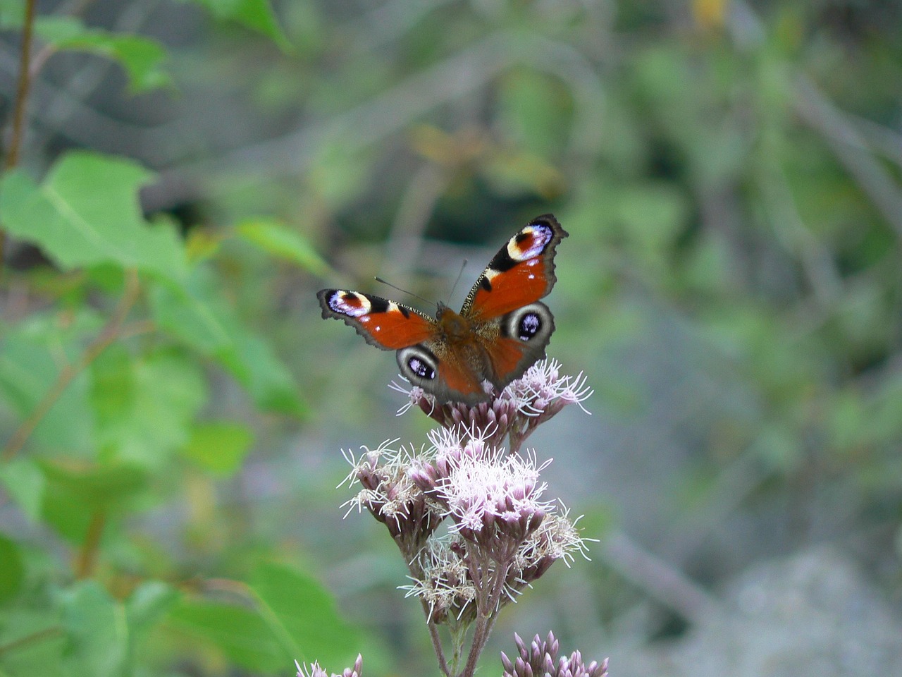 4+ zdjęć z kategorii Buterfly i Motyl łącznie - Pixabay