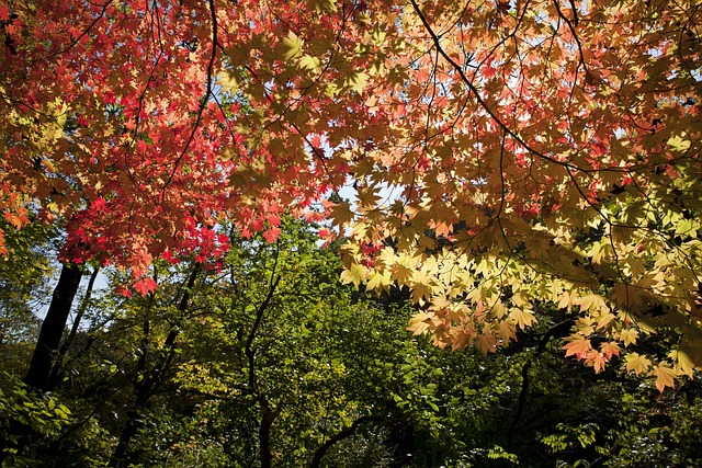 Feuilles D'Automne - Photo gratuite sur Pixabay
