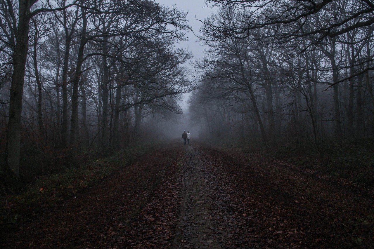 Woodland Fog Nature - Free photo on Pixabay - Pixabay