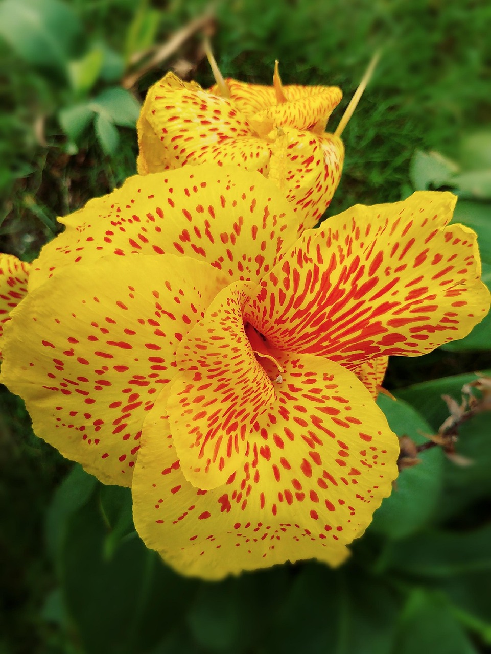 10,000+ Free Canna Lilies & Flower Images - Pixabay