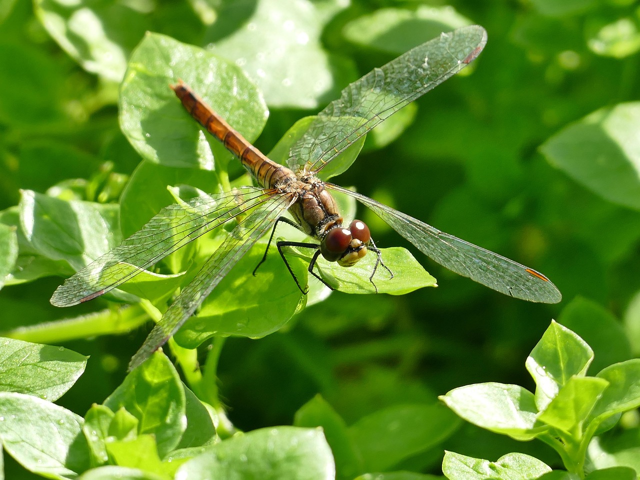 Natur Tier Insekt - Kostenloses Foto auf Pixabay - Pixabay