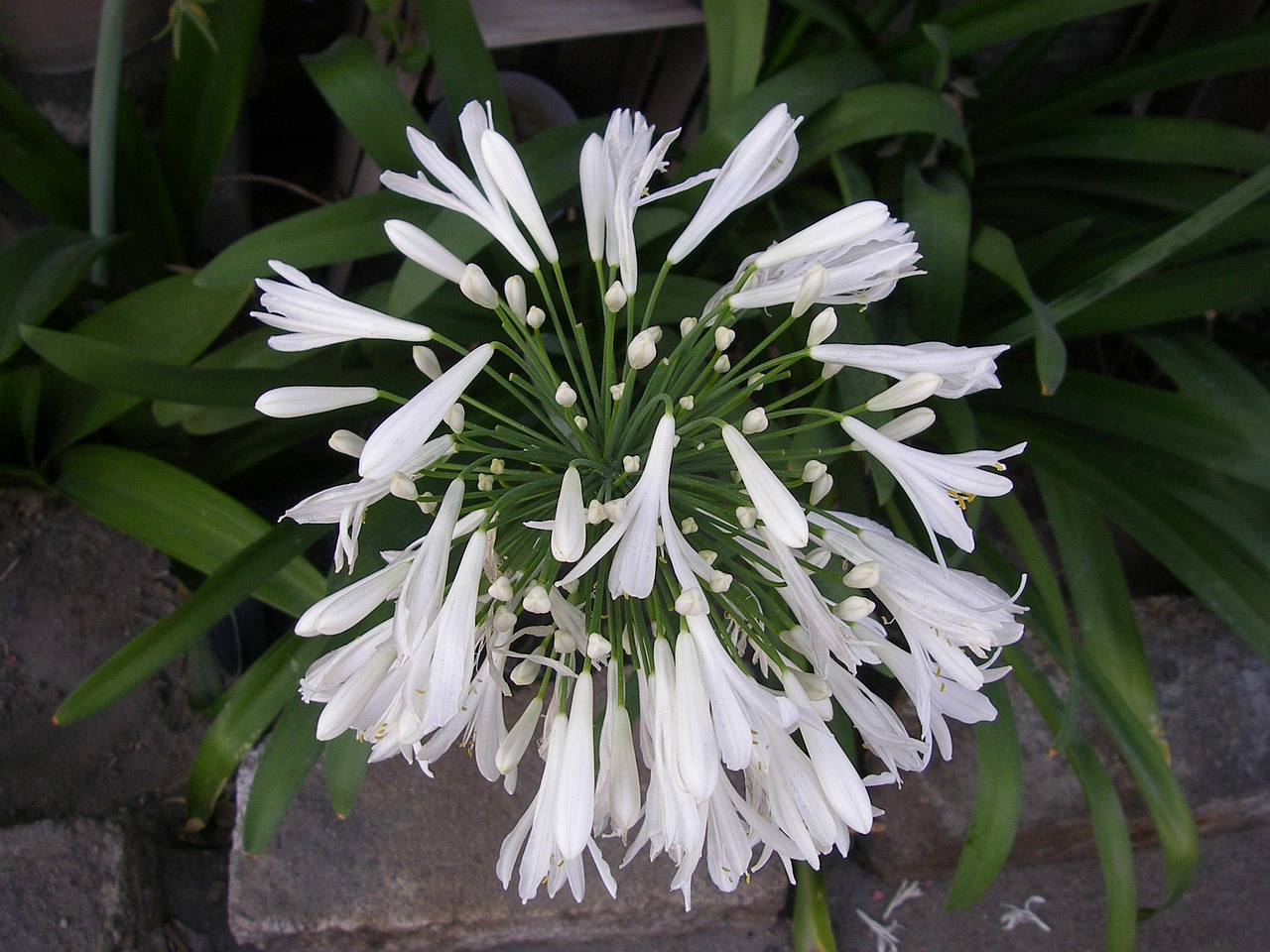 Fleur Blanc Blanche La - Photo gratuite sur Pixabay - Pixabay