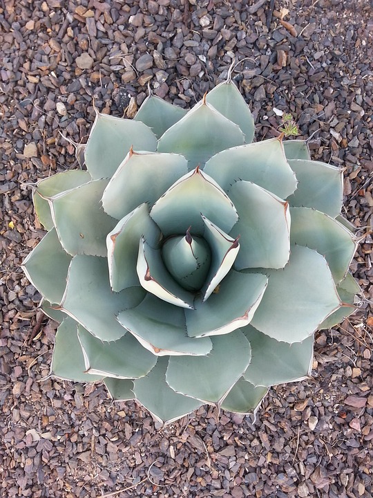 Plant Desert Landscape - Free photo on Pixabay