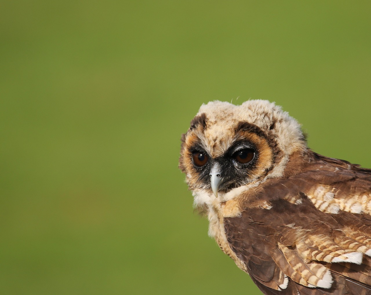 Owl Little Brown Juvenile - Free photo on Pixabay