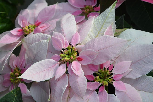 Flowers Princettia Pink Flowering - Free photo on Pixabay - Pixabay