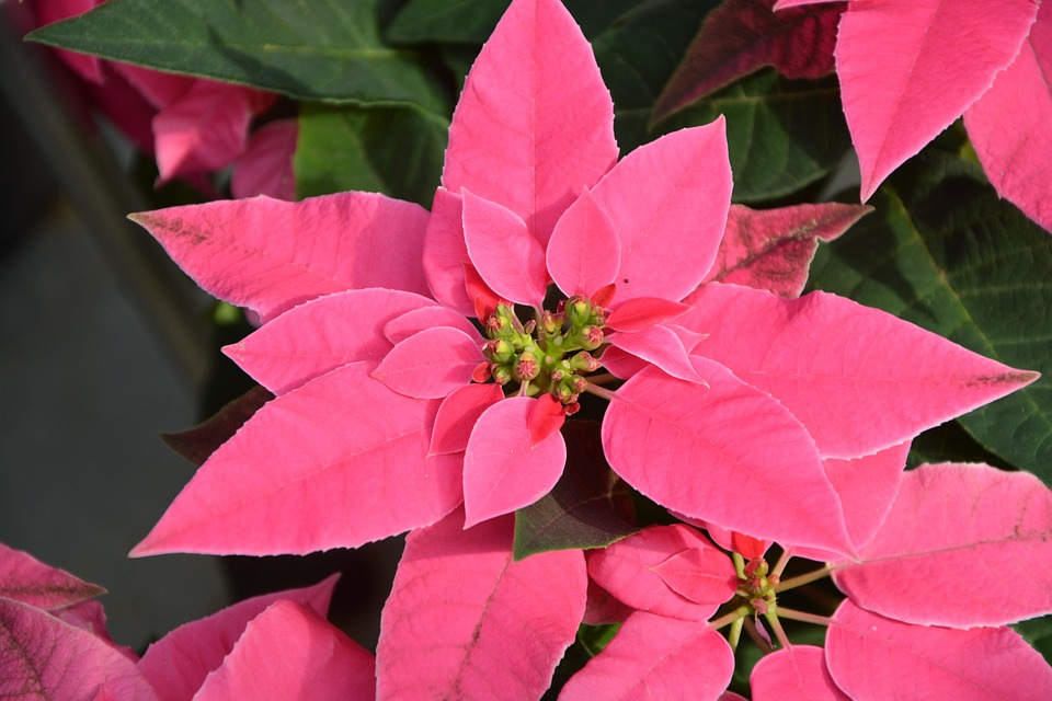 Flowers Princettia Pink - Free photo on Pixabay