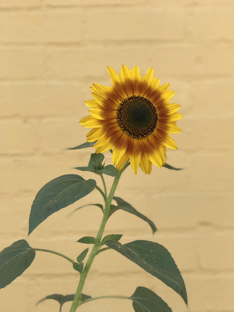 Sunflower Flora Nature - Free photo on Pixabay - Pixabay
