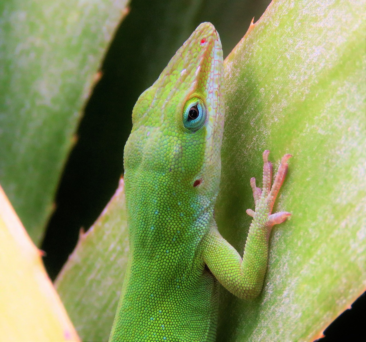 Reptile Lizard Close Up - Free photo on Pixabay - Pixabay