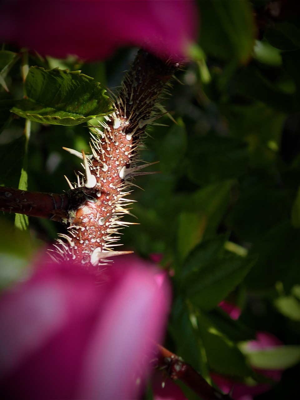 Rose Arbuste - Photo gratuite sur Pixabay - Pixabay