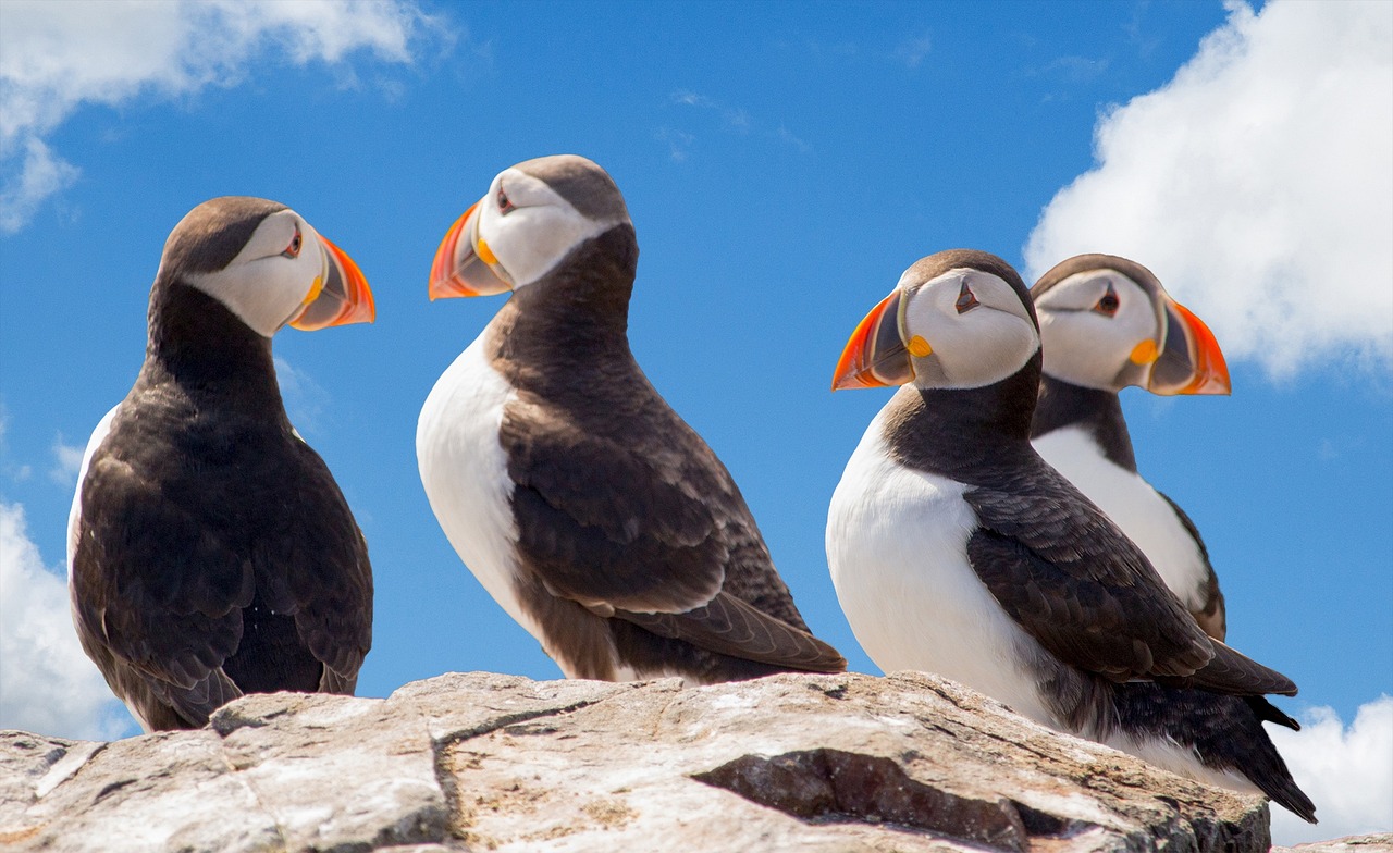 300 Free Puffins Nature Images Pixabay