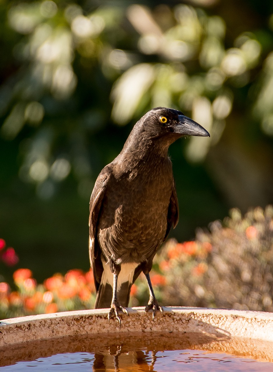 Currawong Bird Black - Free photo on Pixabay - Pixabay