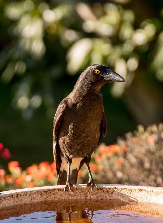 Pied Currawong Strepera Graculina - ภาพฟรีบน Pixabay - Pixabay
