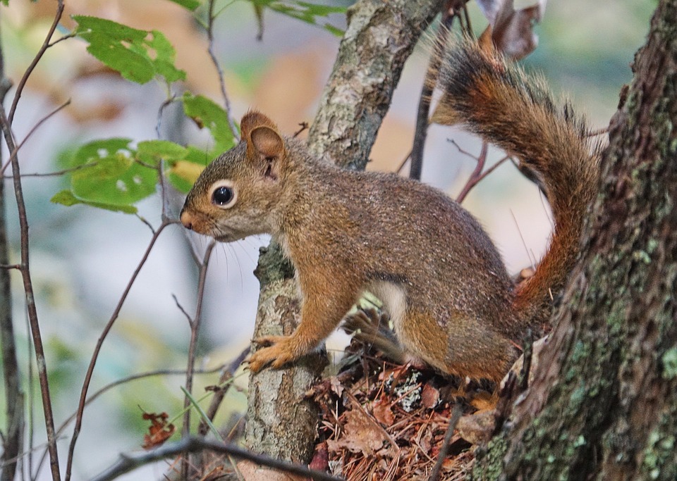 Nature Faune Écureuil - Photo gratuite sur Pixabay - Pixabay