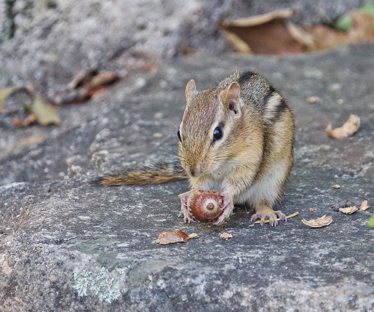 Roedor Naturaleza Fauna Silvestre - Foto gratis en Pixabay - Pixabay