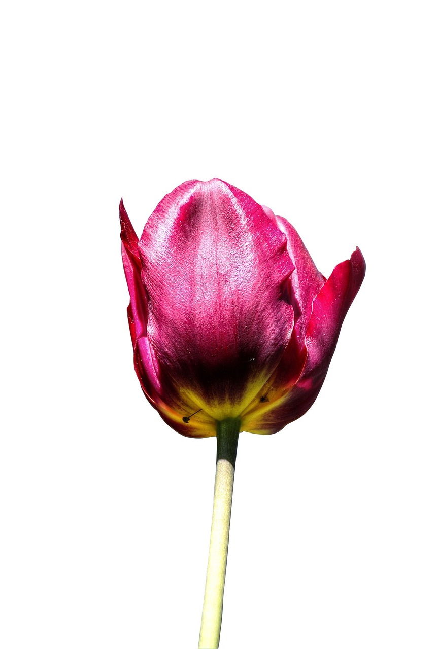 400+ Free Tulip Wallpaper & Tulips Images - Pixabay