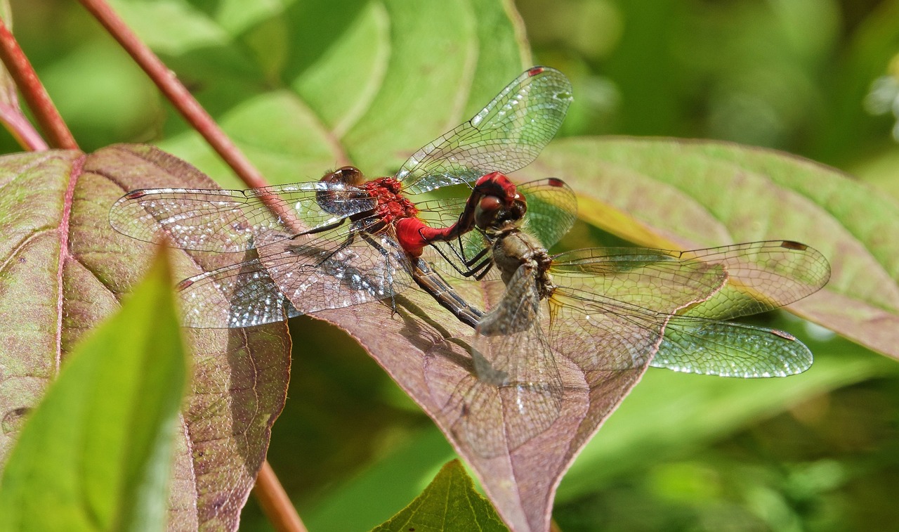 Nature Feuille Insecte - Photo gratuite sur Pixabay - Pixabay