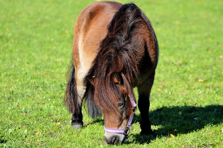 200+ kostenlose Kleine Pferde und Pony-Bilder - Pixabay