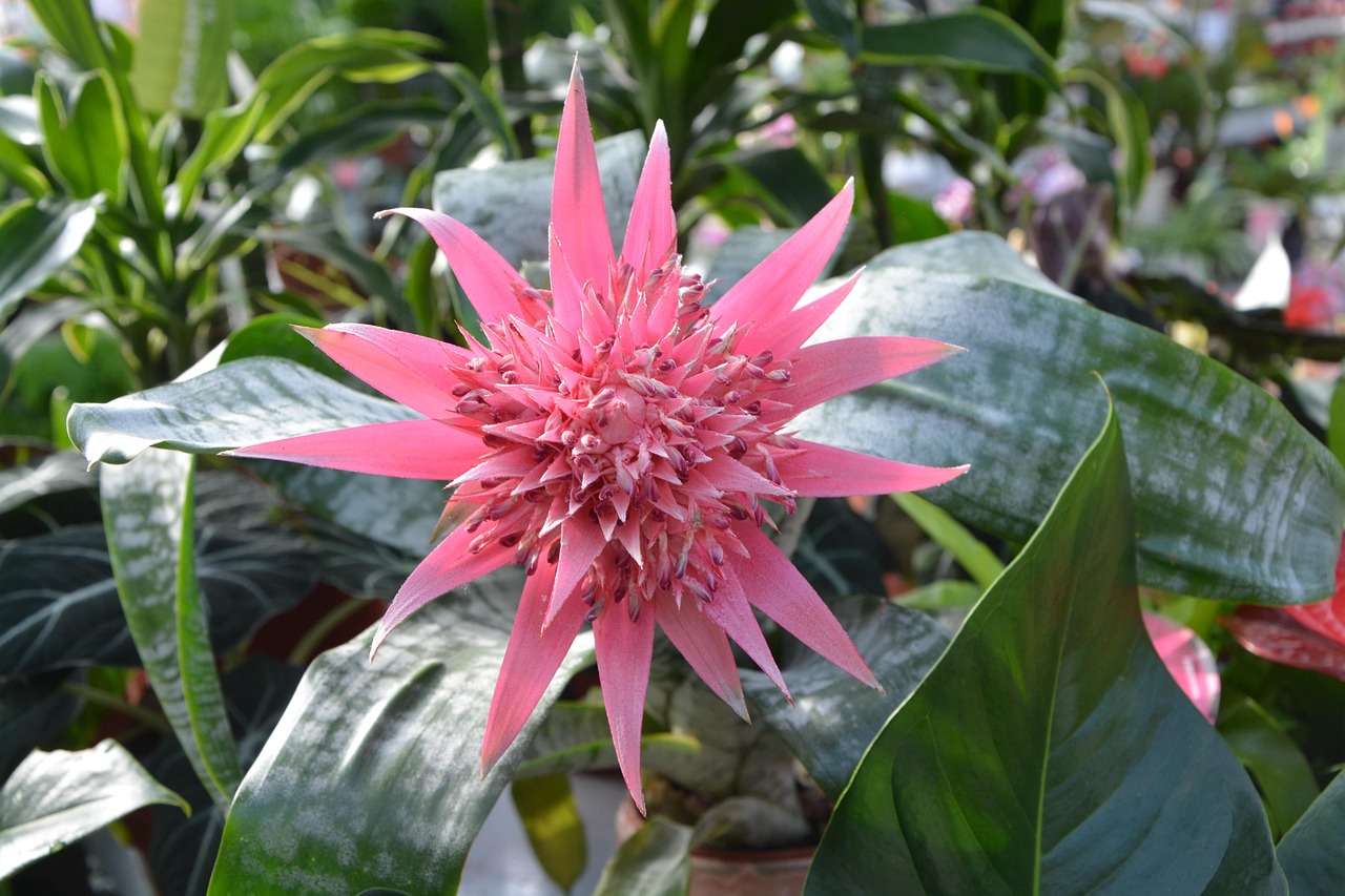 2以上の無料Pamera&Aechmea Pamera画像 - Pixabay