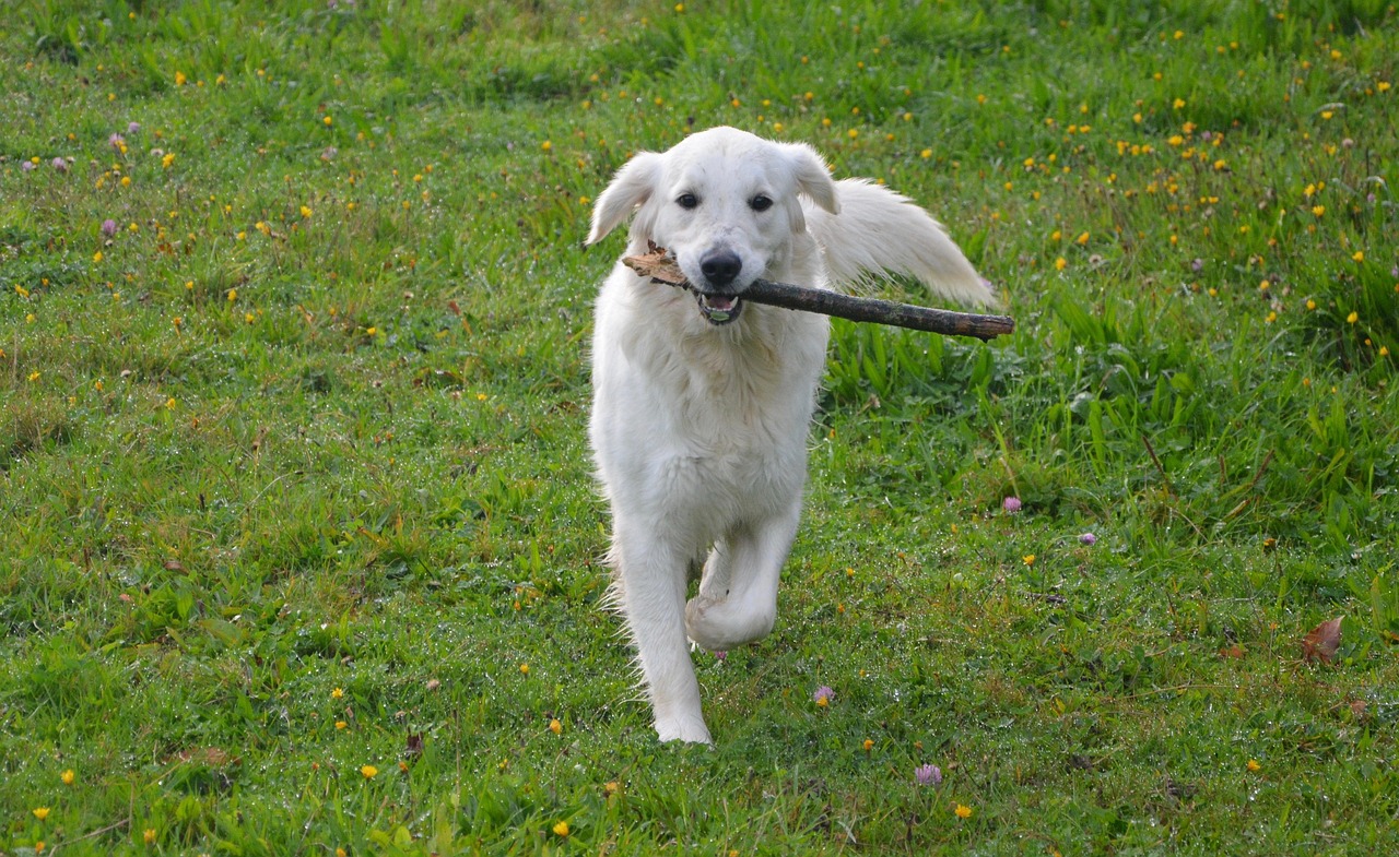 Dog Golden Retriever To Run - Free photo on Pixabay