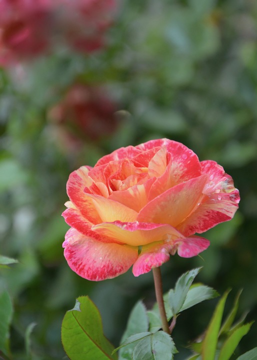 Pink Bunga Rumpun Pohon - Foto gratis di Pixabay - Pixabay